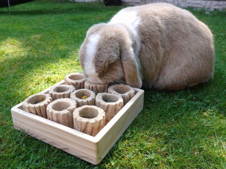 Rosewood Hide N’ Treat Forage Tray | Gnavernes Univers